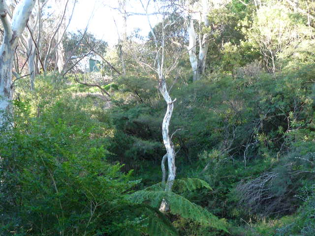Trees in the Gully, Katoomba | A History of Aboriginal Sydney